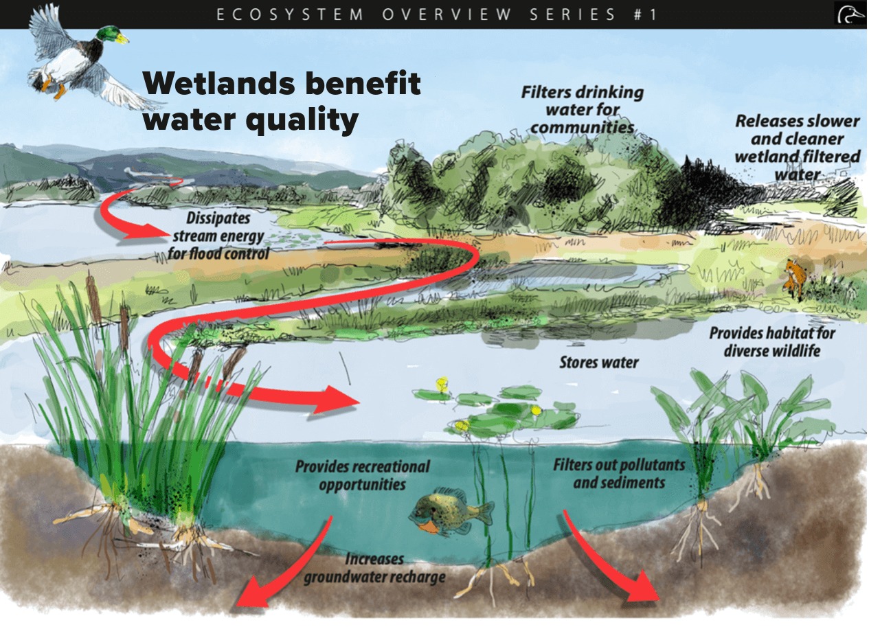 The Importance of Clean and Abundant Water | Ducks Unlimited